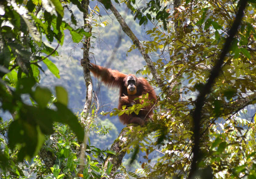 5 Days Jungle Trekking - Ketambe Trek